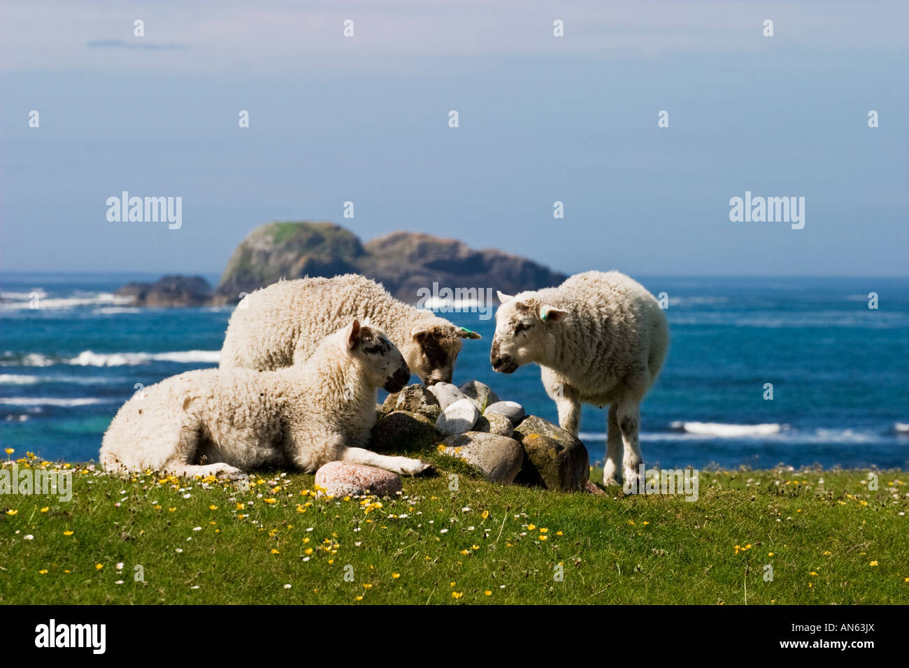 Sheep rest on the field Stock Photo - Alamy