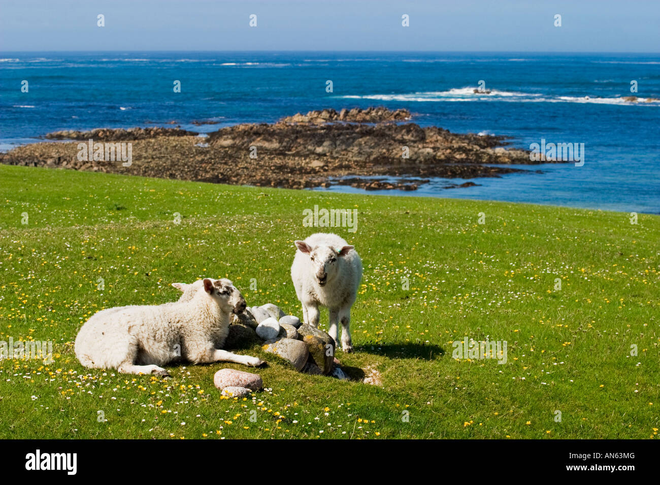 Sheep rest on the field Stock Photo - Alamy