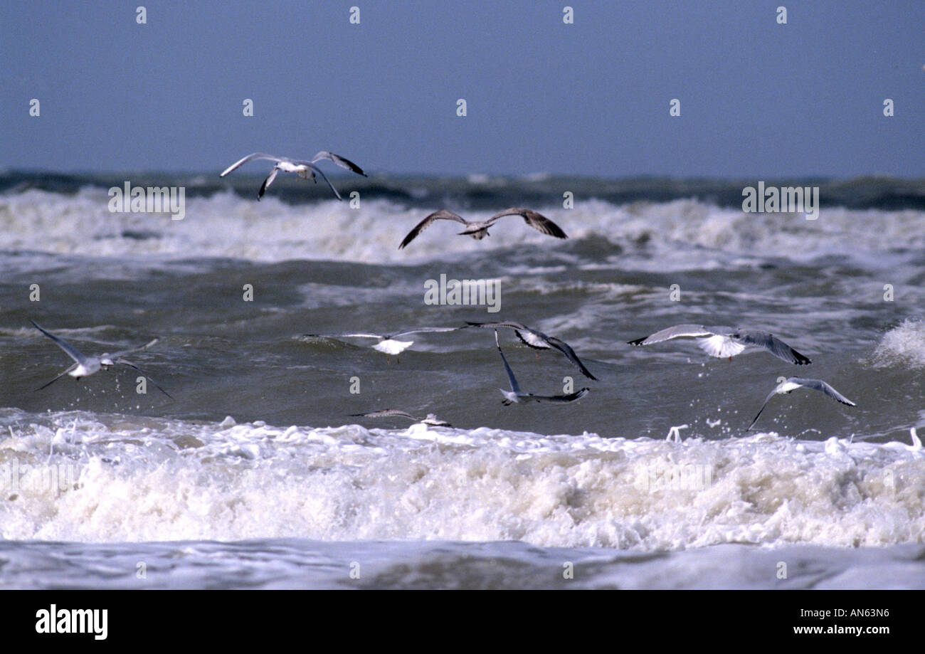 North Sea ocean water seaside waves wave coast Stock Photo - Alamy