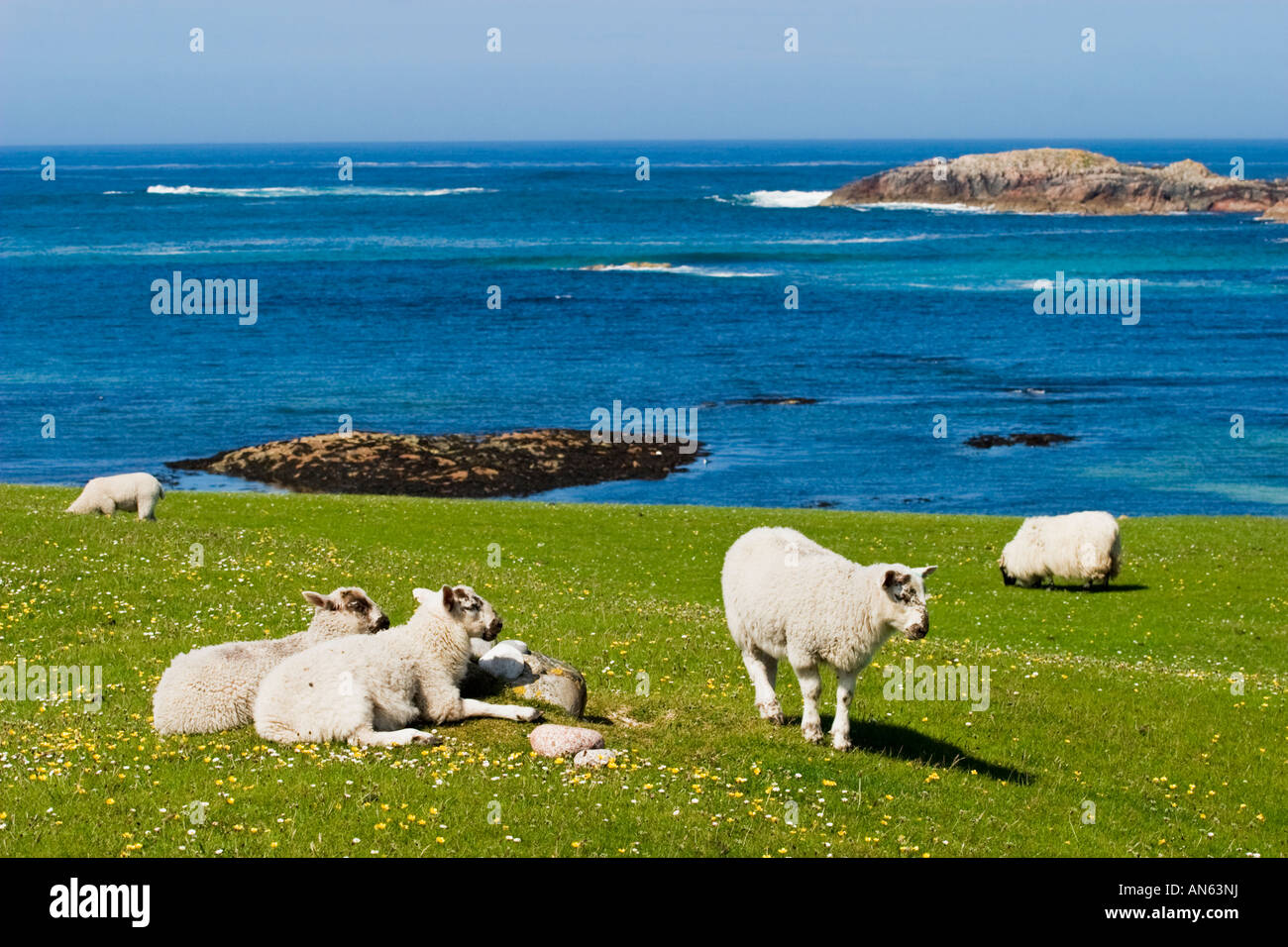 Sheep rest on the field Stock Photo - Alamy