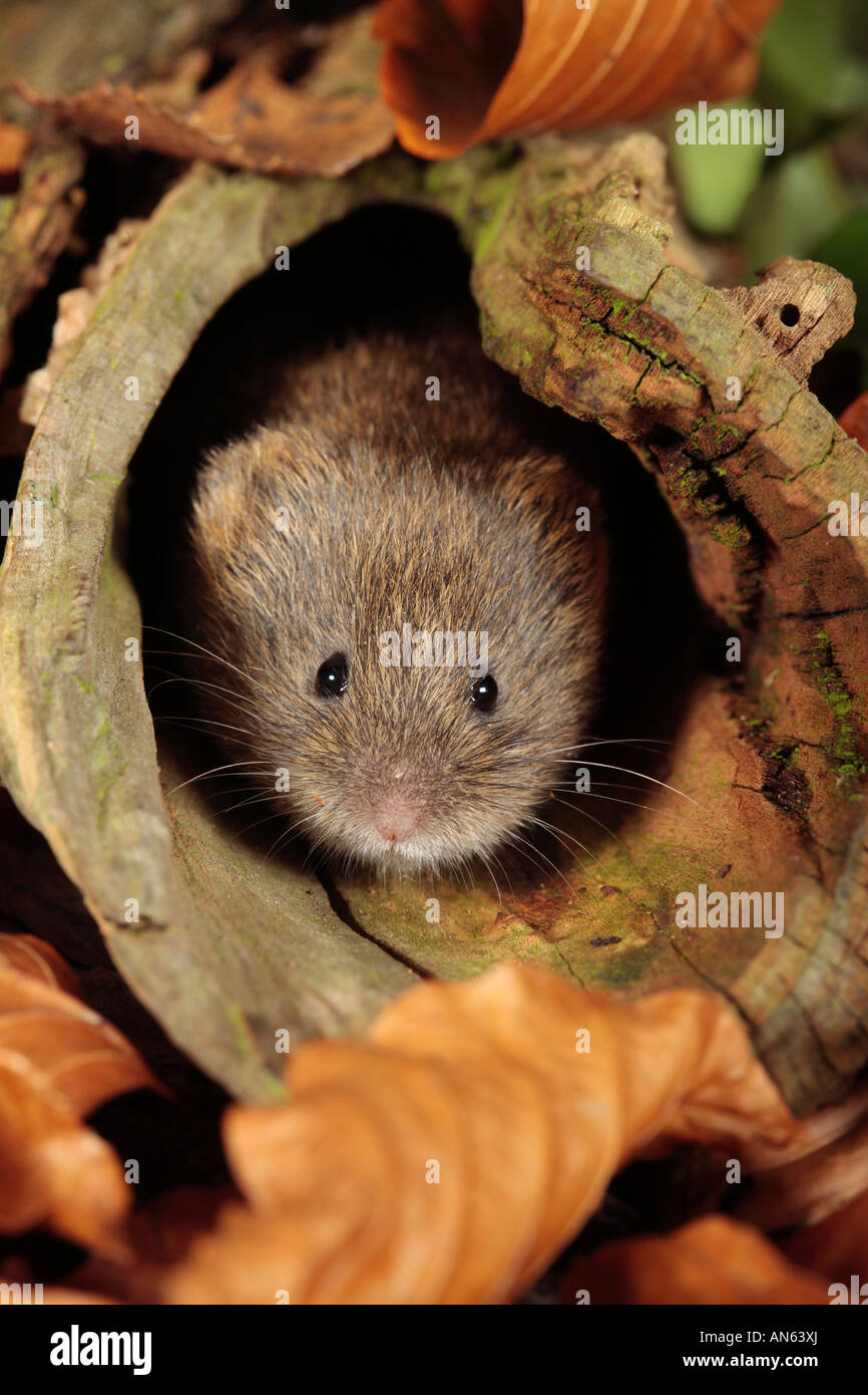 short-tailed vole Microtus agrestis in old log with leaf litter Potton ...