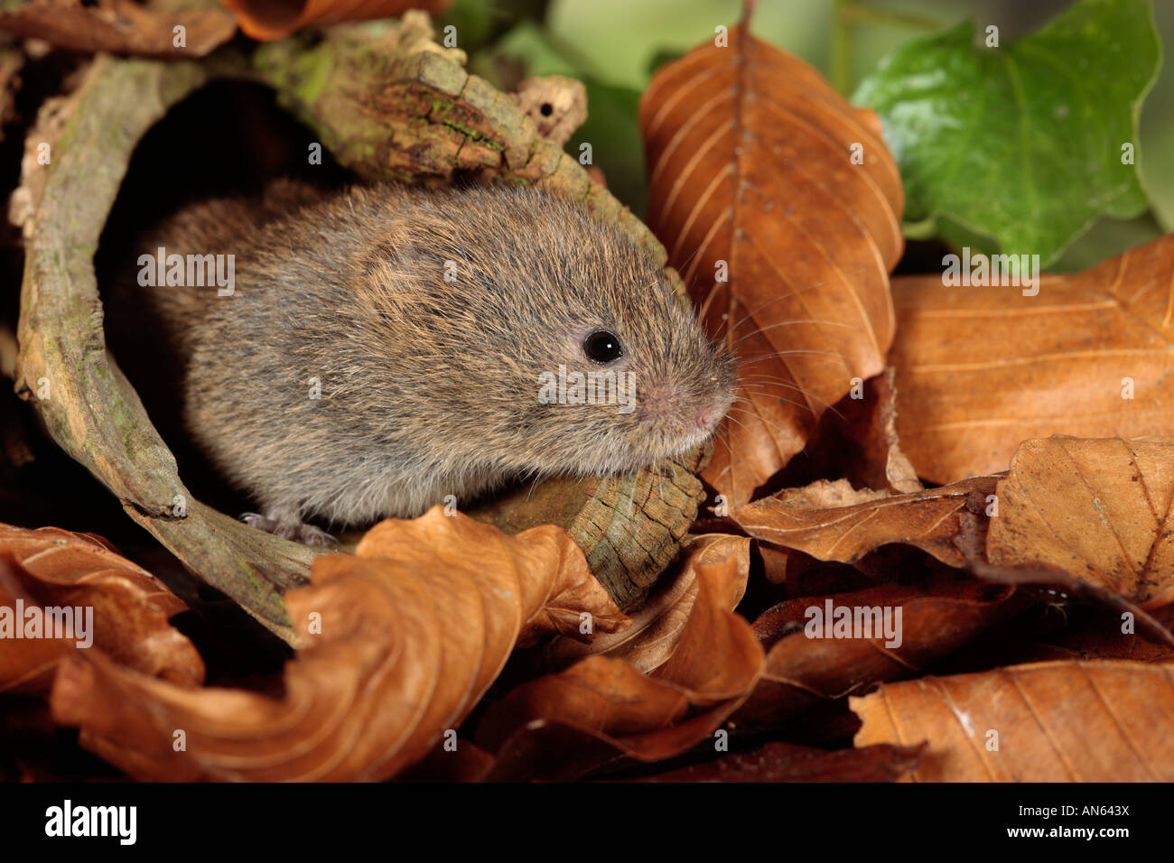 short-tailed vole Microtus agrestis in old log with leaf litter Potton ...
