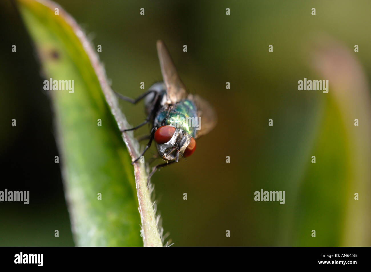 Blowfly pollen hi-res stock photography and images - Alamy