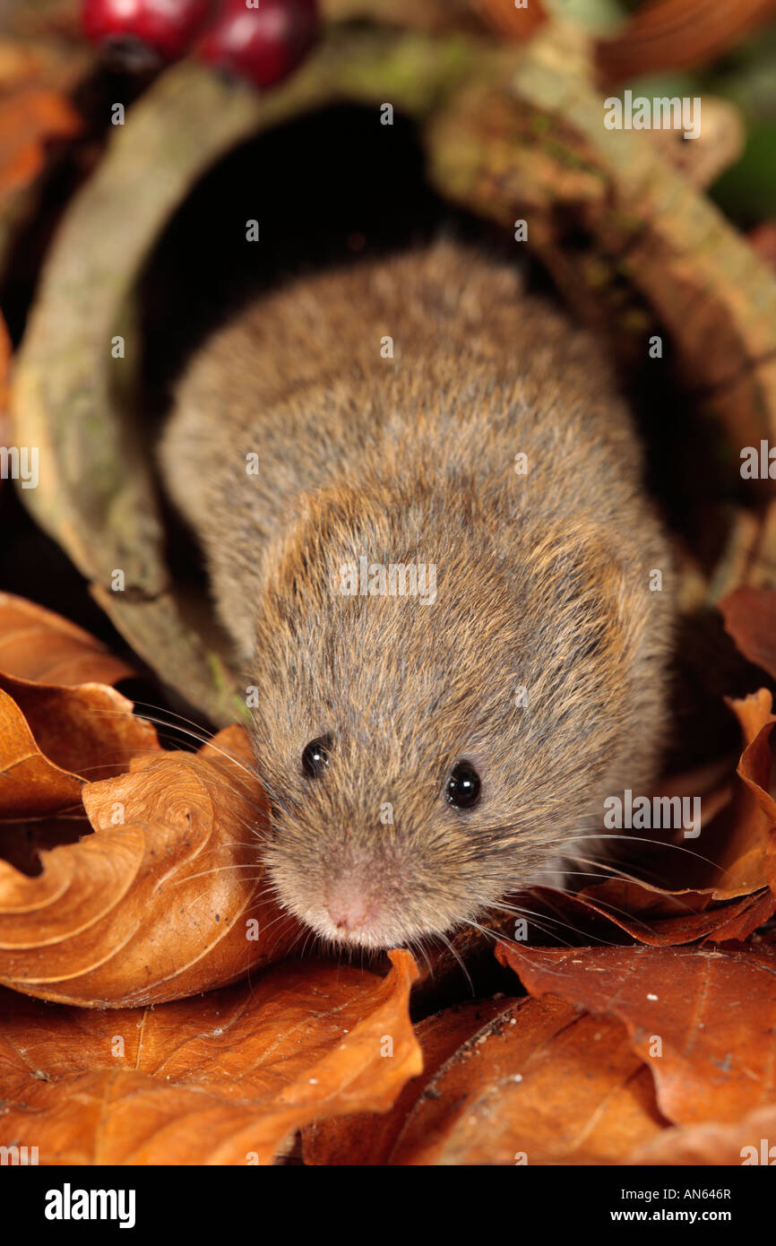 short-tailed vole Microtus agrestis in old log with leaf litter Potton ...