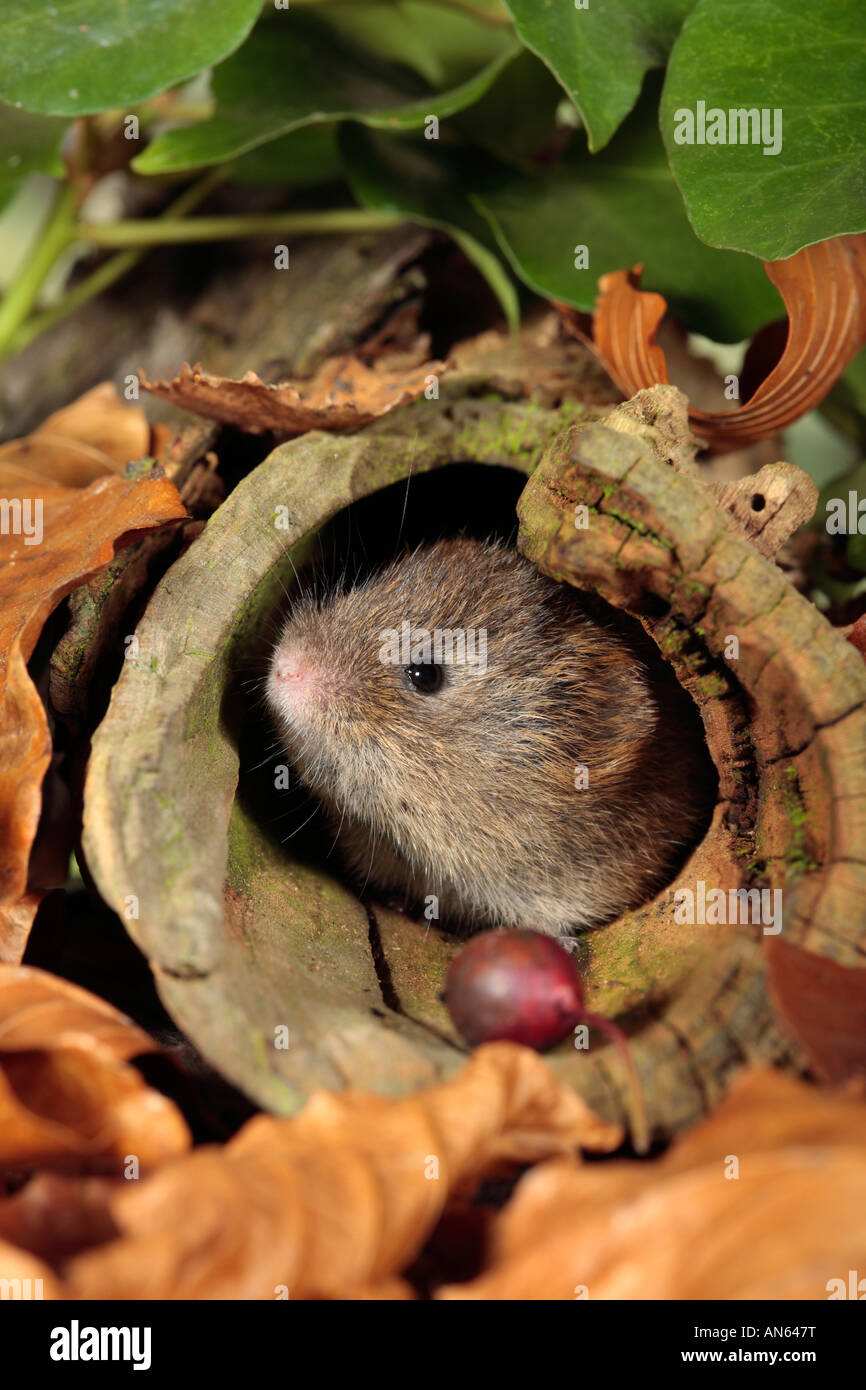 Cute vole hi-res stock photography and images - Alamy