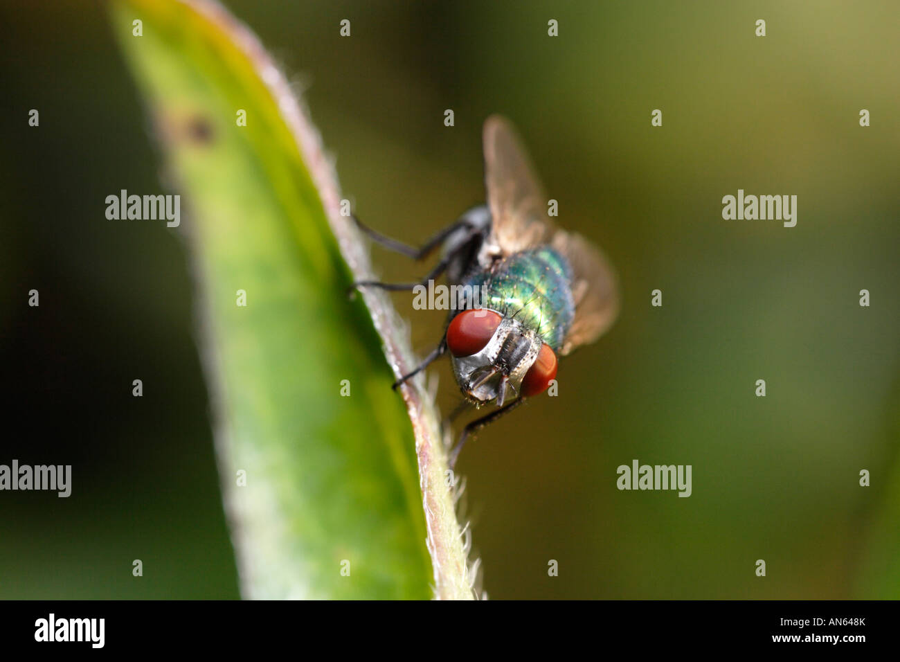 Green bottle fly (blowfly or Lucilia caesar Stock Photo - Alamy
