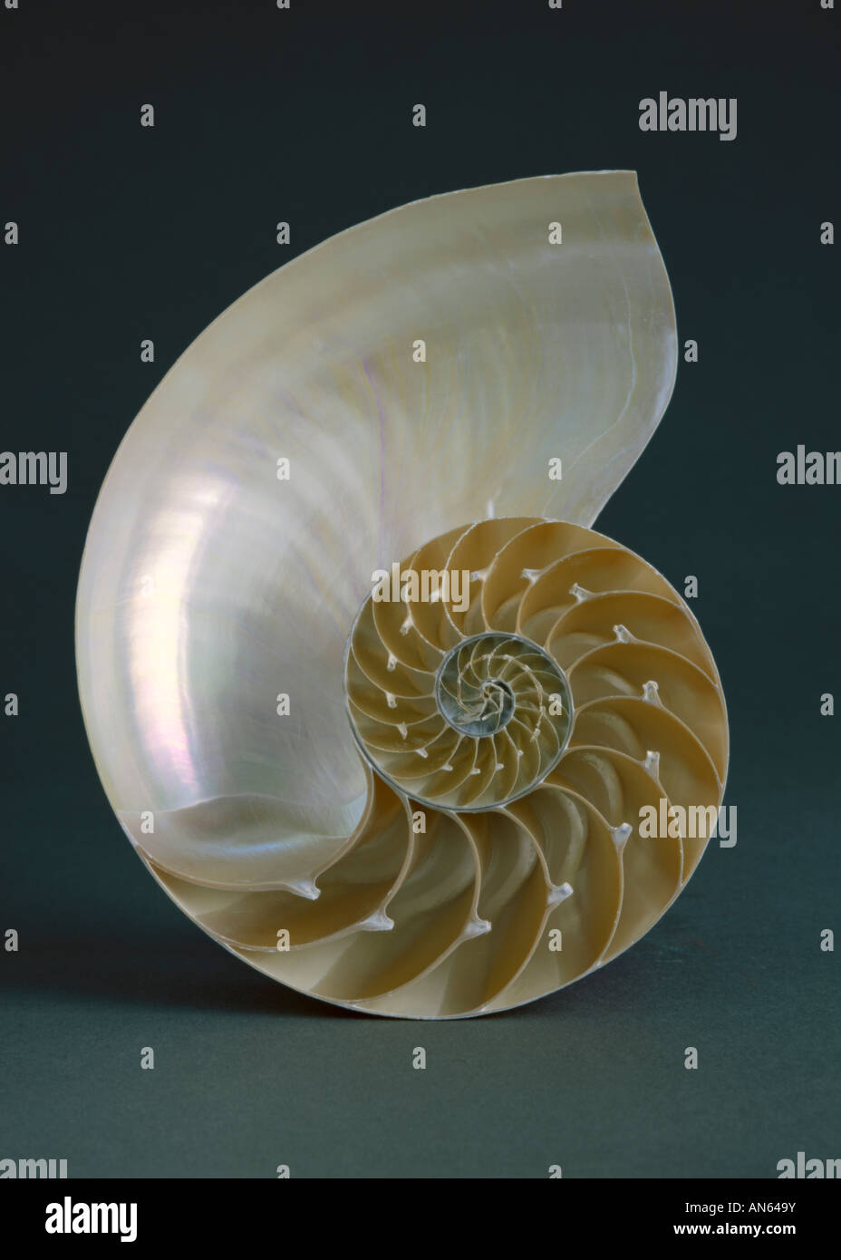 The nautilus hi-res stock photography and images - Alamy