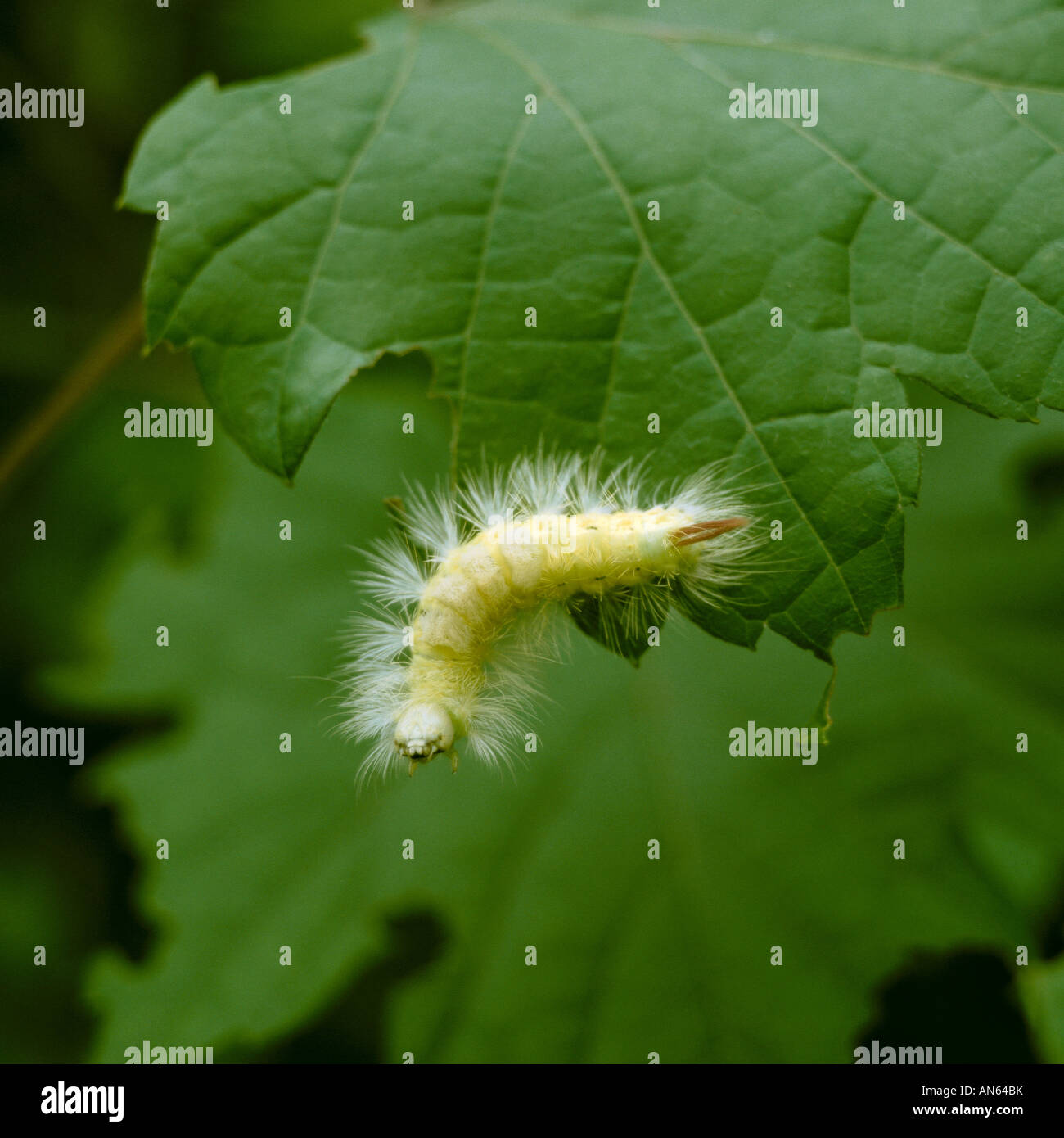 Leaf eating insects hi-res stock photography and images - Alamy