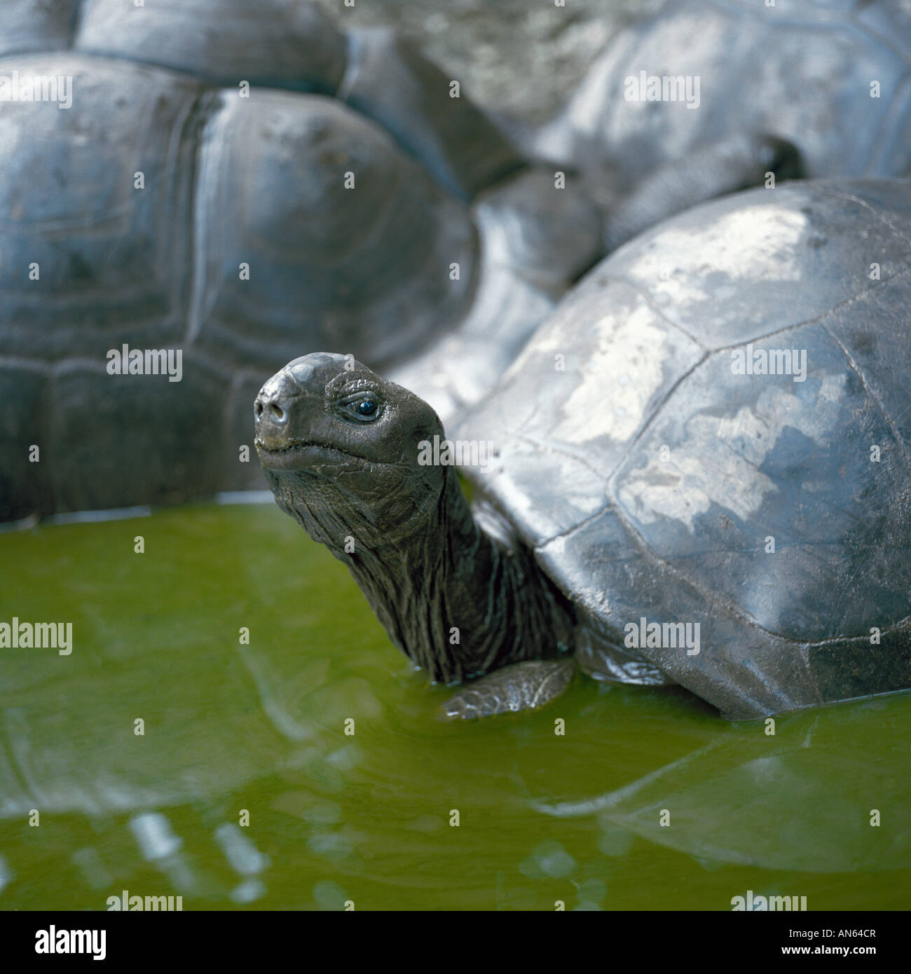Lots of sea turtles hi-res stock photography and images - Alamy