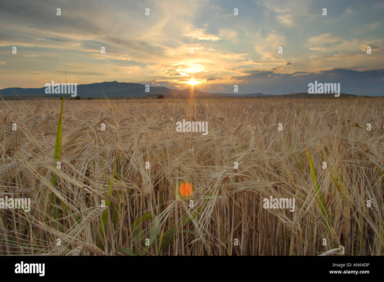 Sunset in the field Stock Photo - Alamy