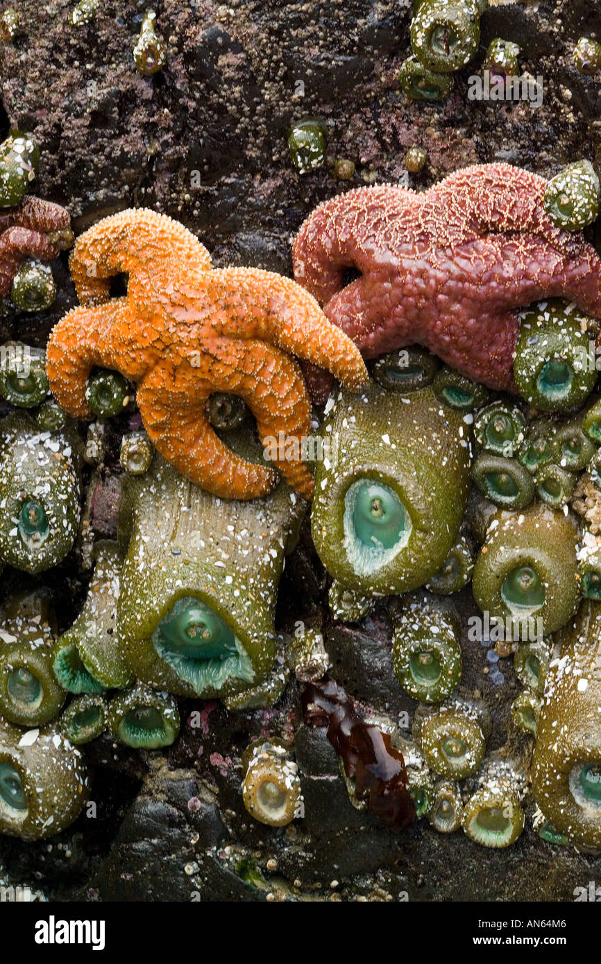 Star Fish / Sea Star with Sea Anenome above water Stock Photo - Alamy