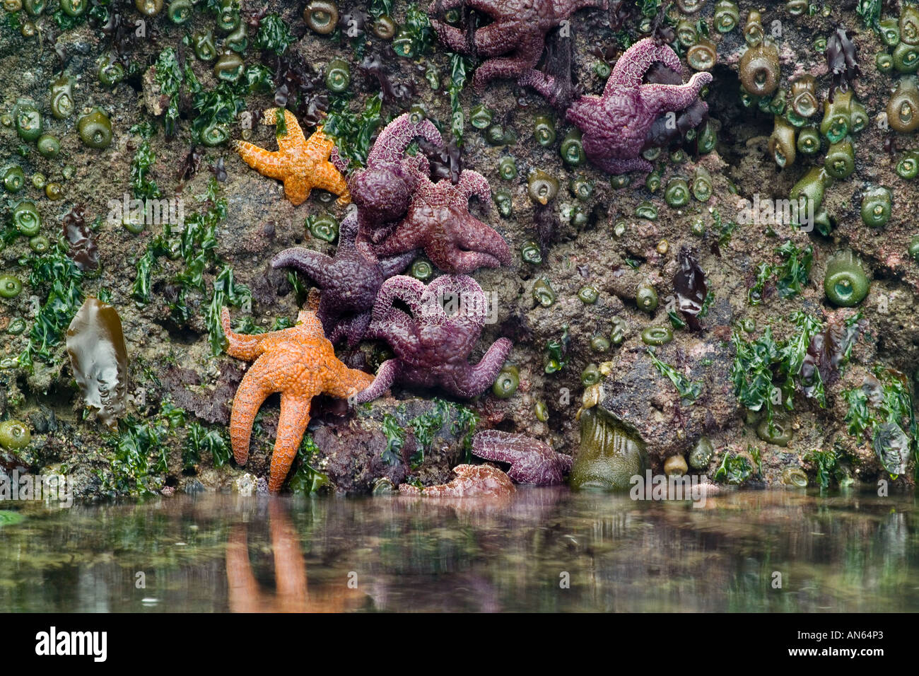 Star Fish in Tide Pool Stock Photo - Alamy