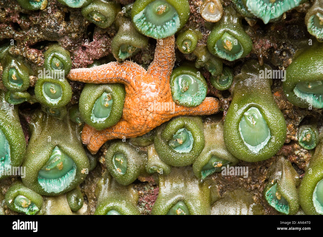Oregon star fish hi-res stock photography and images - Alamy