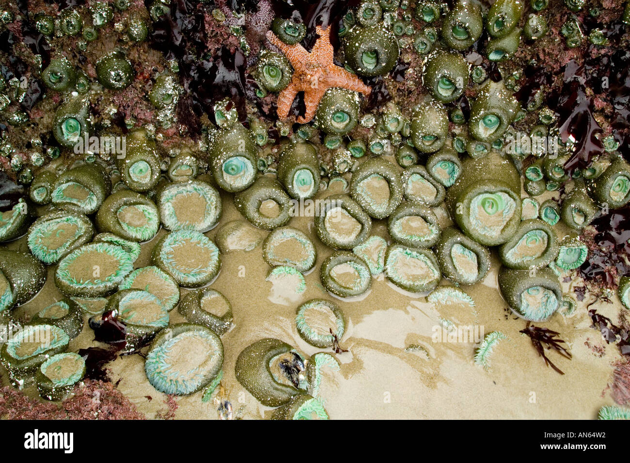 Tidal life hi-res stock photography and images - Alamy