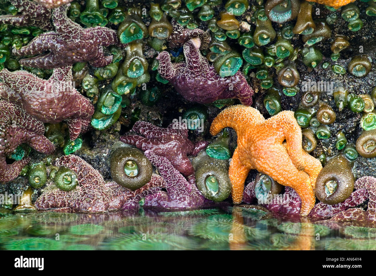 Oregon star fish hi-res stock photography and images - Alamy