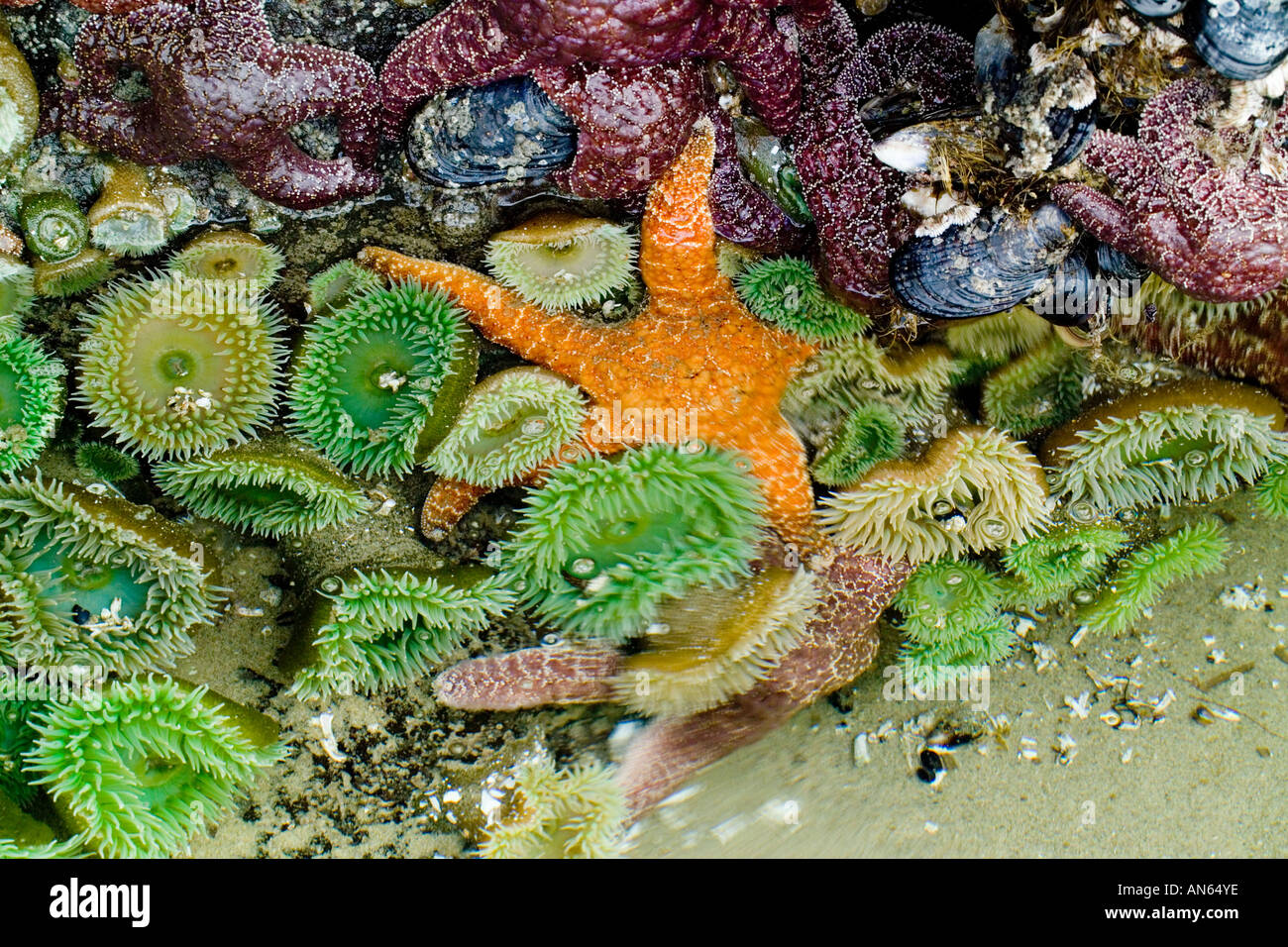 Tide Pool Life Stock Photo - Alamy