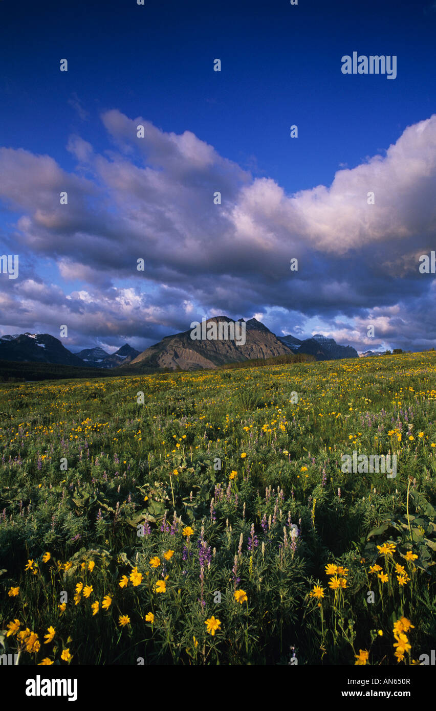 Wildflowers at Two Dog Flats and Red Eagle Peak, Glacier National Park ...