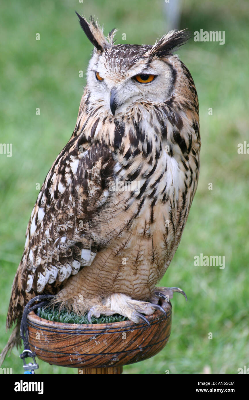 An Owl sits on its perch Stock Photo - Alamy