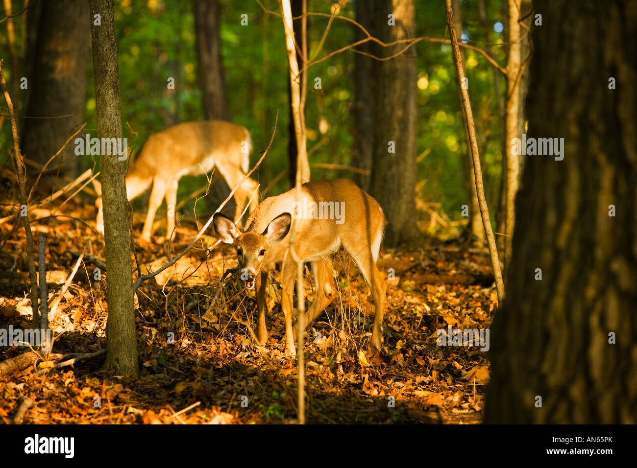 Baby deer hi-res stock photography and images - Alamy
