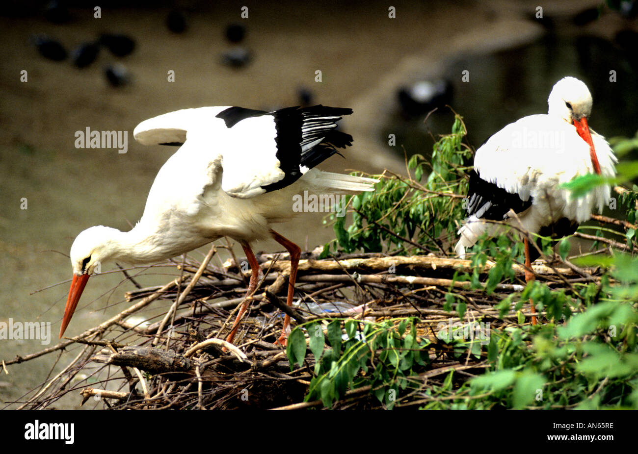 Stork bird birds netherlands holland hi-res stock photography and ...