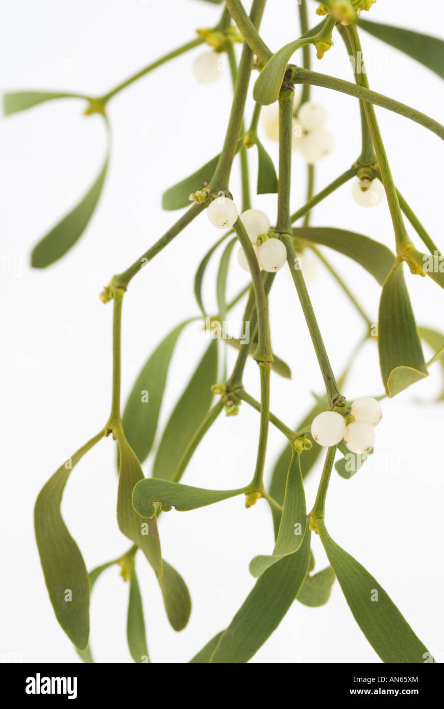 Mistletoe with berries and leaves hi-res stock photography and images ...