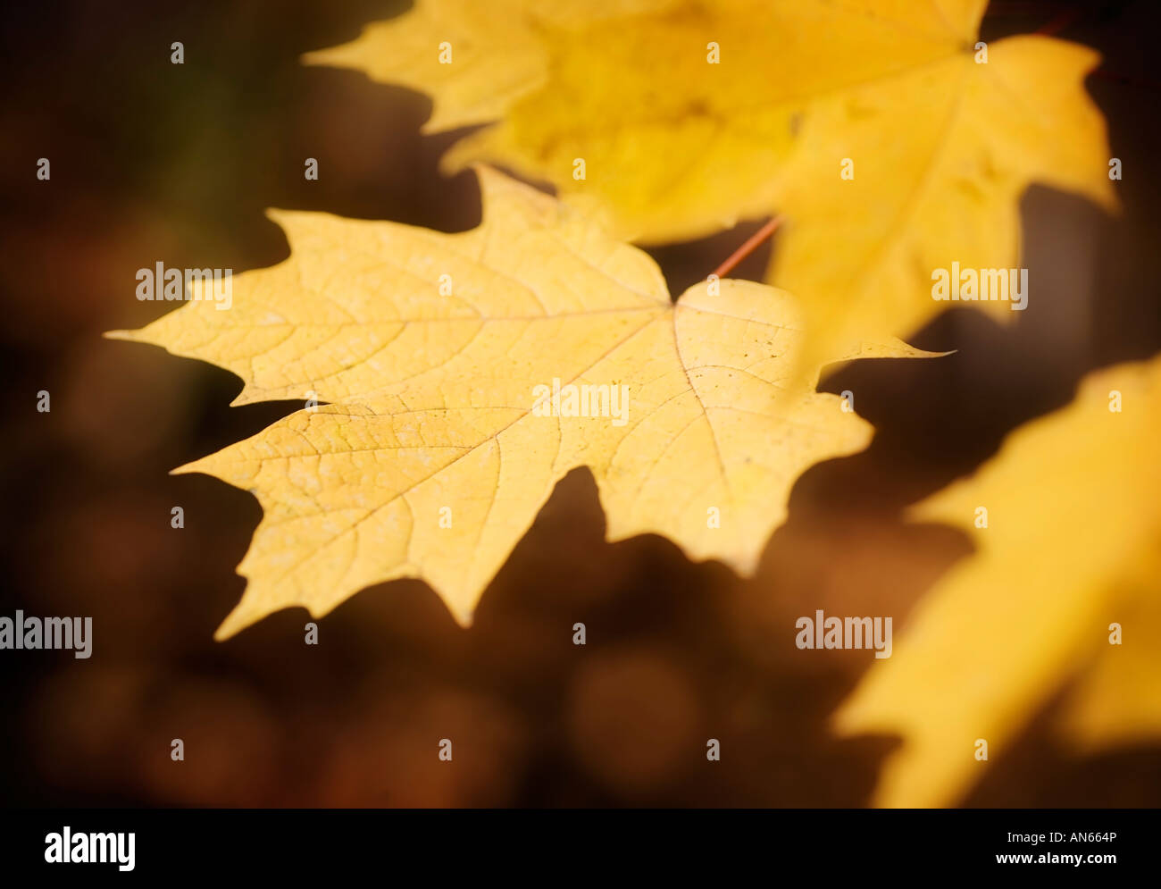 Fallleaves hi-res stock photography and images - Alamy