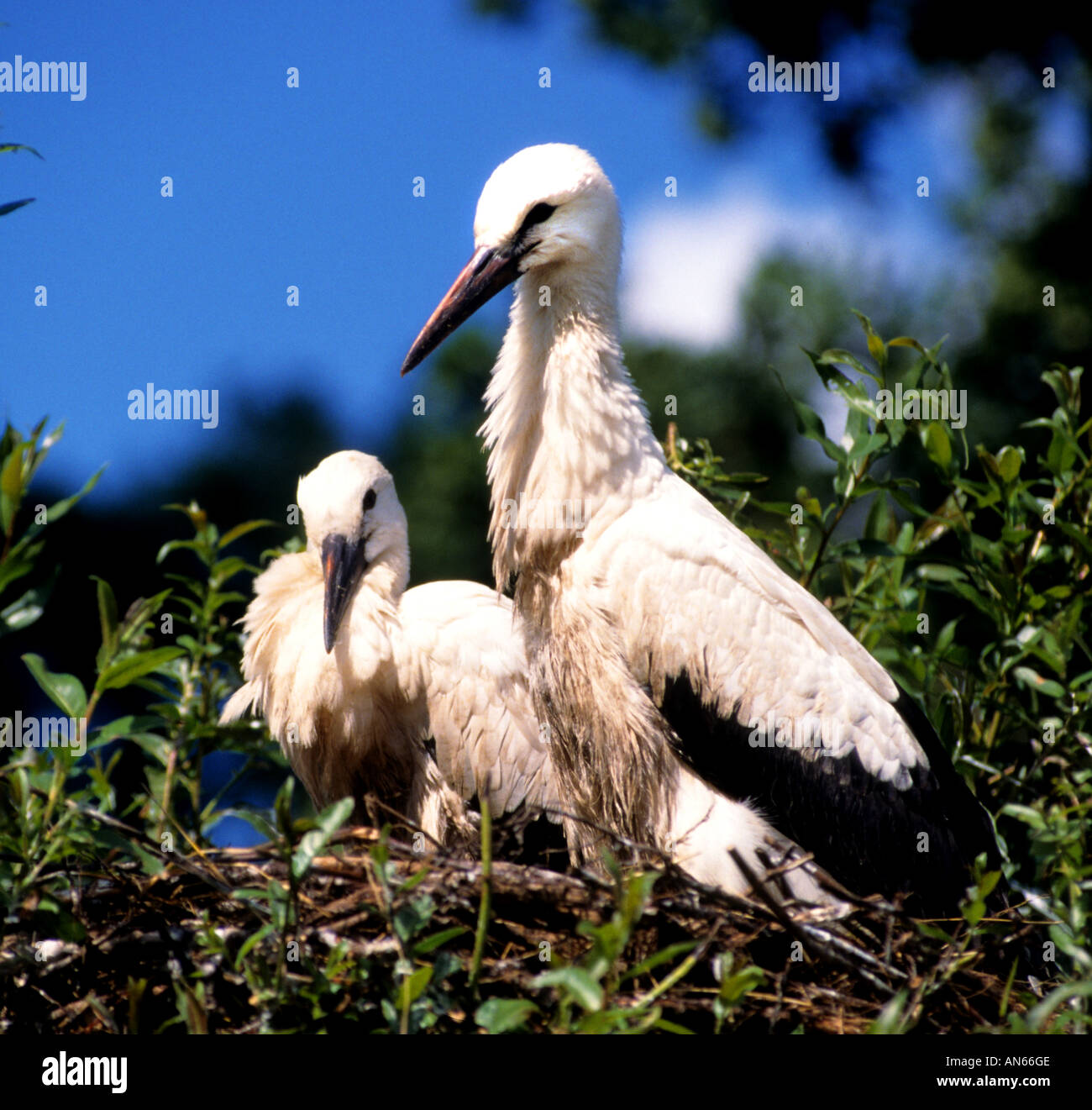 Stork bird birds netherlands holland hi-res stock photography and ...