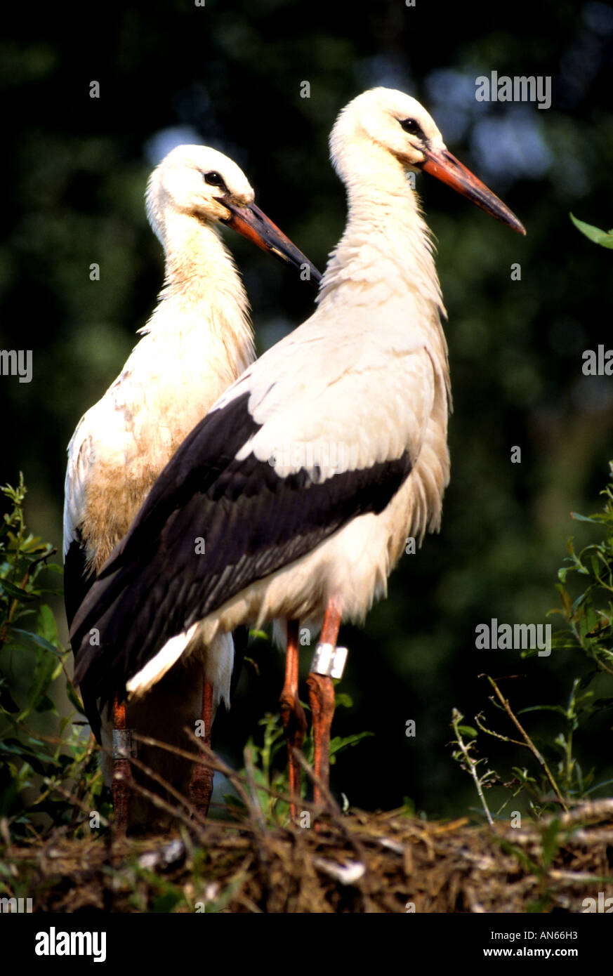 Stork bird birds netherlands holland hi-res stock photography and ...