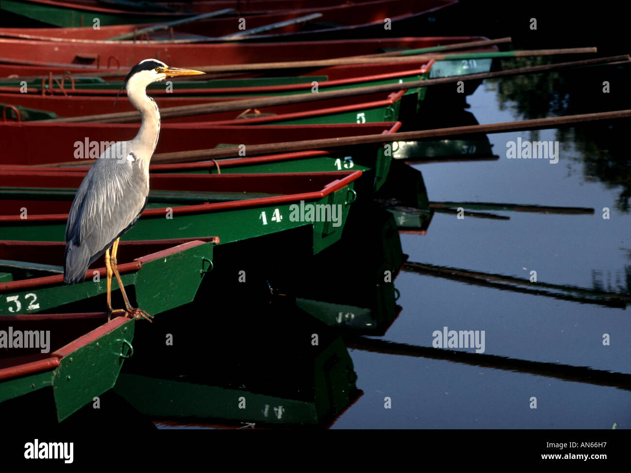 heron on a boat bird Netherlands holland water Stock Photo - Alamy