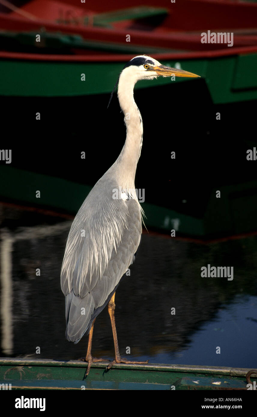 heron on a boat bird Netherlands holland water Stock Photo - Alamy