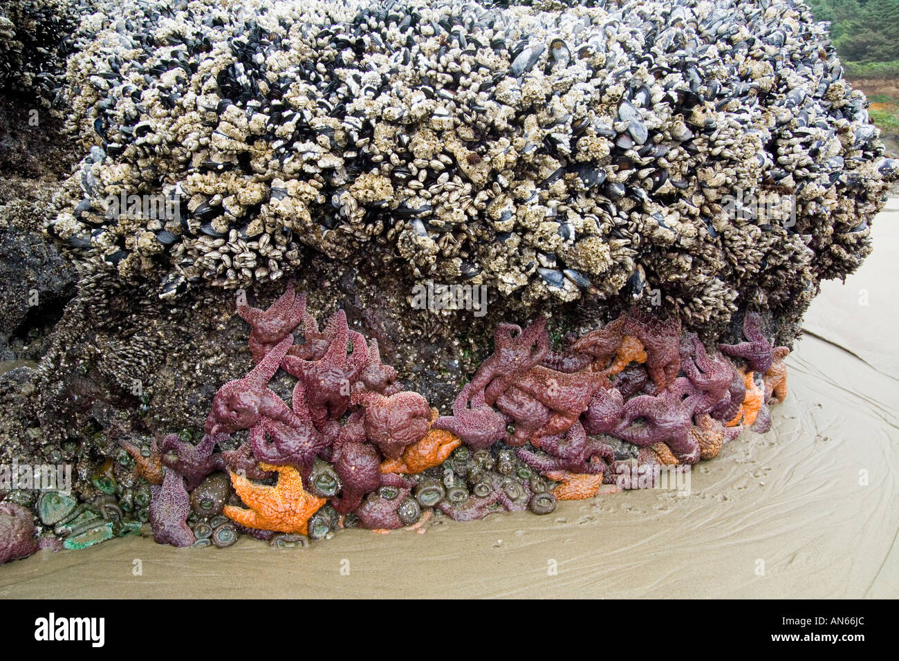 Starfish Predators High Resolution Stock Photography and Images - Alamy