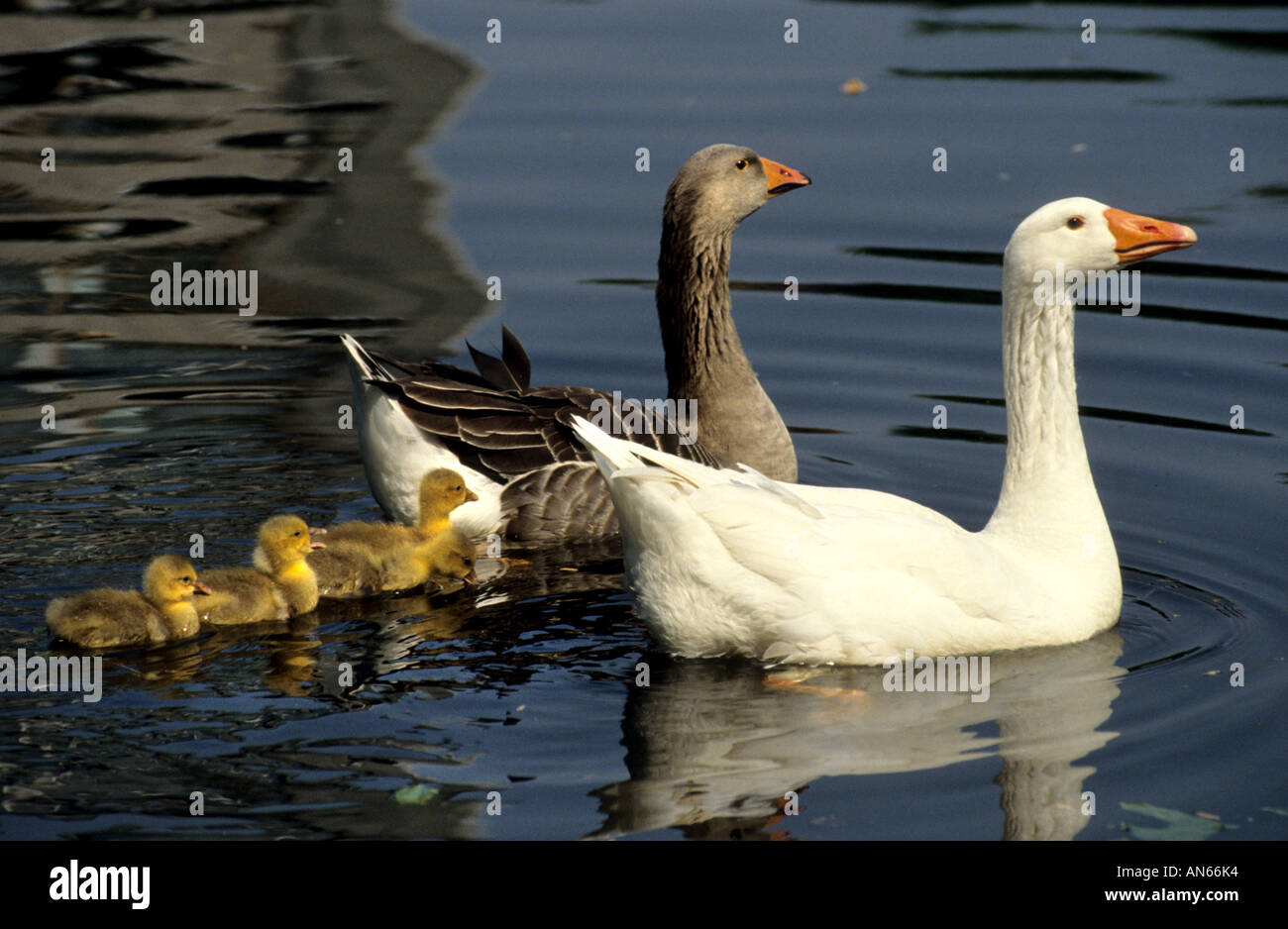 Netherlands holland goose geese water bird birds little goose Stock ...