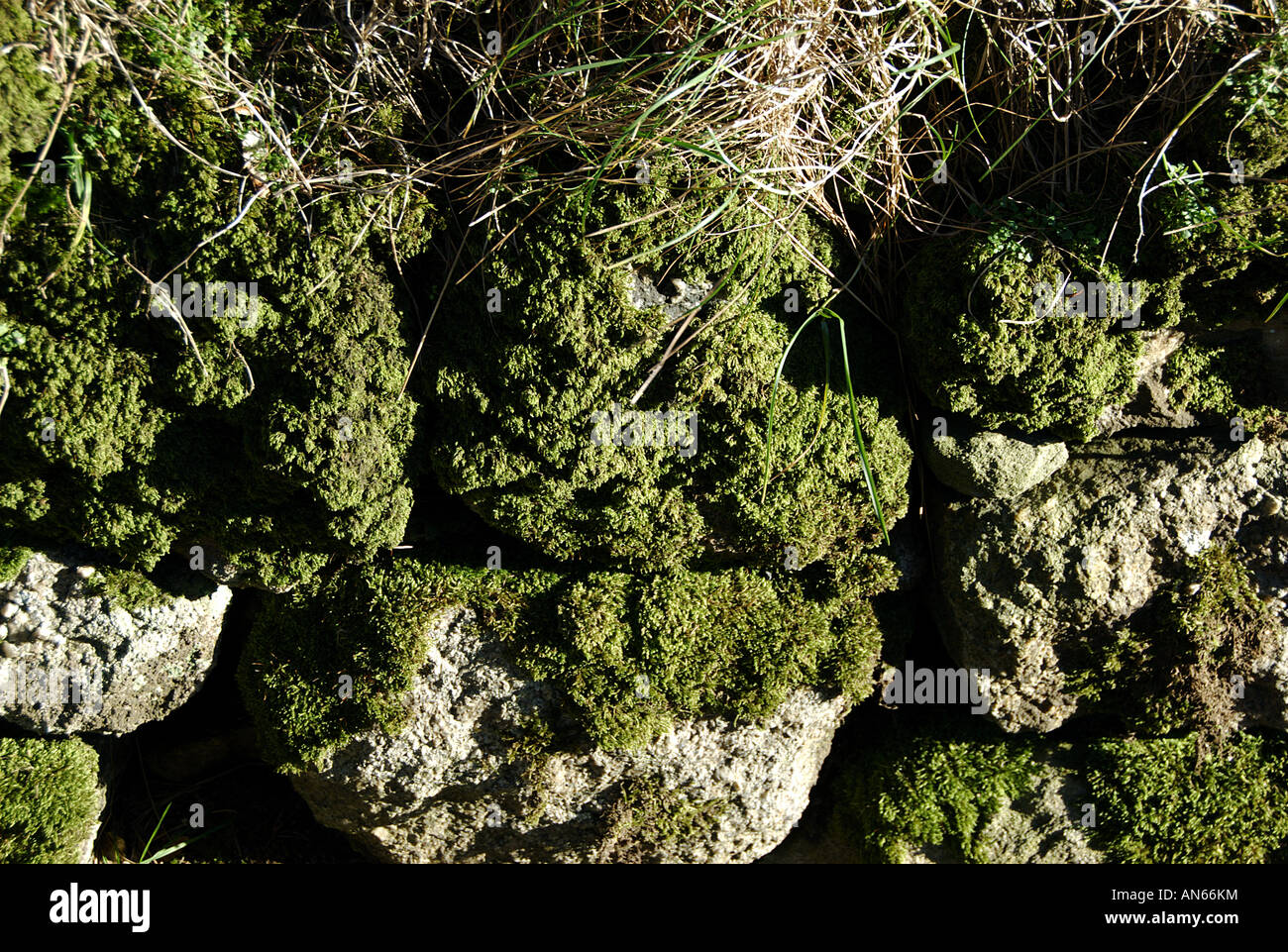 Moss Covered Stone Wall, Ireland Stock Photo - Alamy