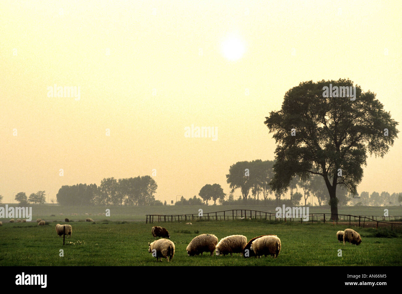 Farm animals england hi-res stock photography and images - Alamy