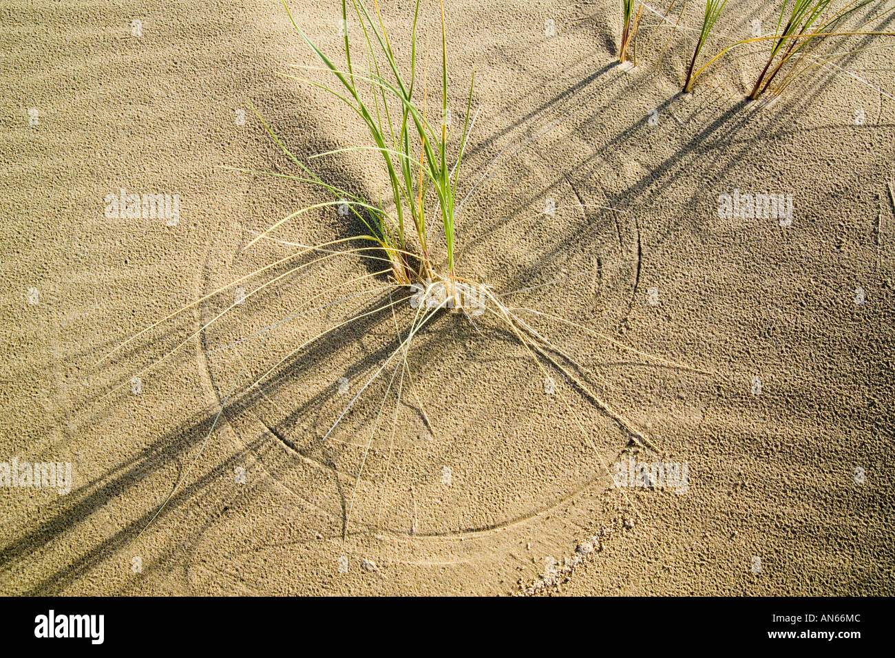 Wind swept grasses hi-res stock photography and images - Alamy