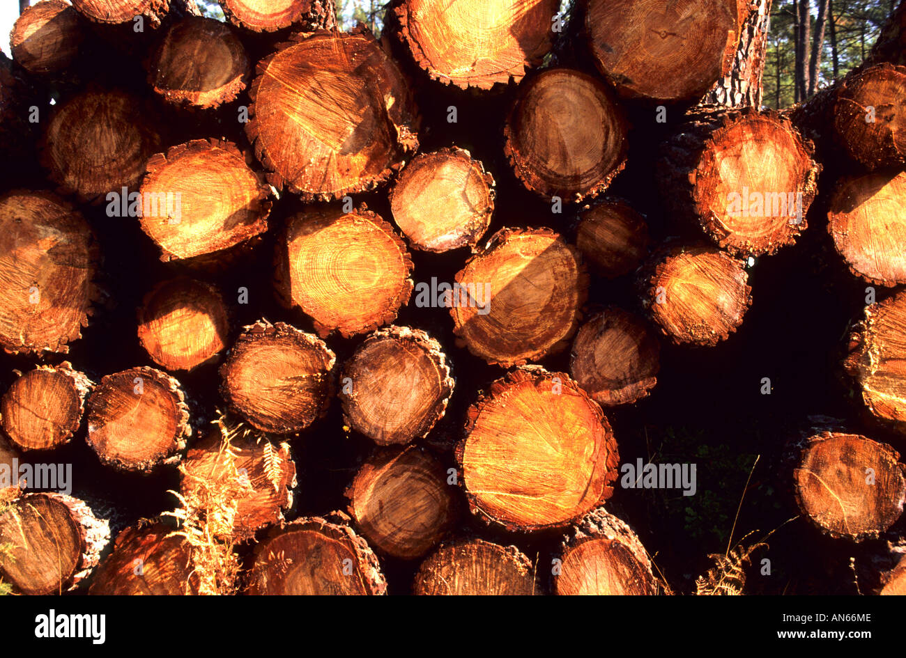wood log timber felling of trees mill forest wood Stock Photo - Alamy