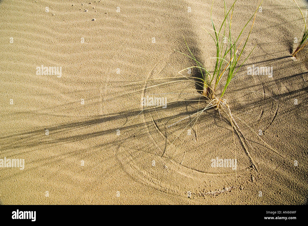 Witch's Broom: Wind-Swept Effect from Grasses on Dune Stock Photo - Alamy