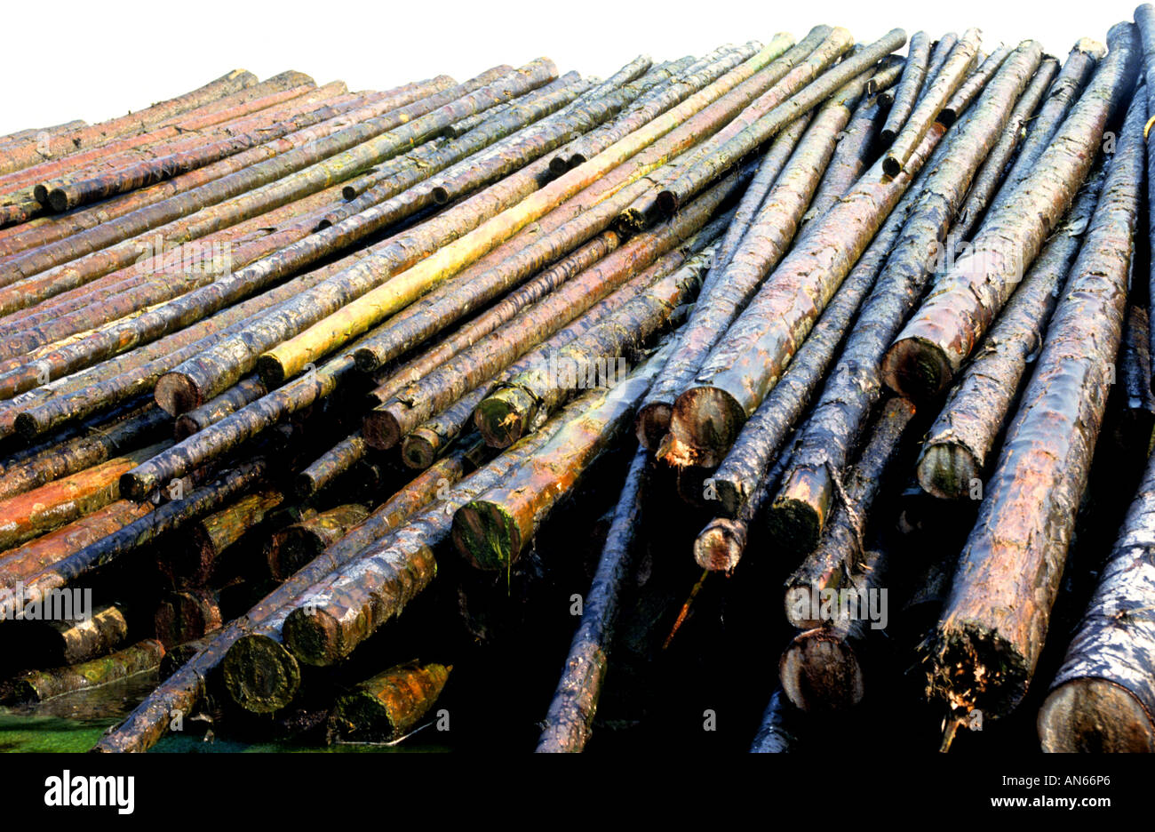 wood log timber felling of trees mill forest wood Stock Photo - Alamy