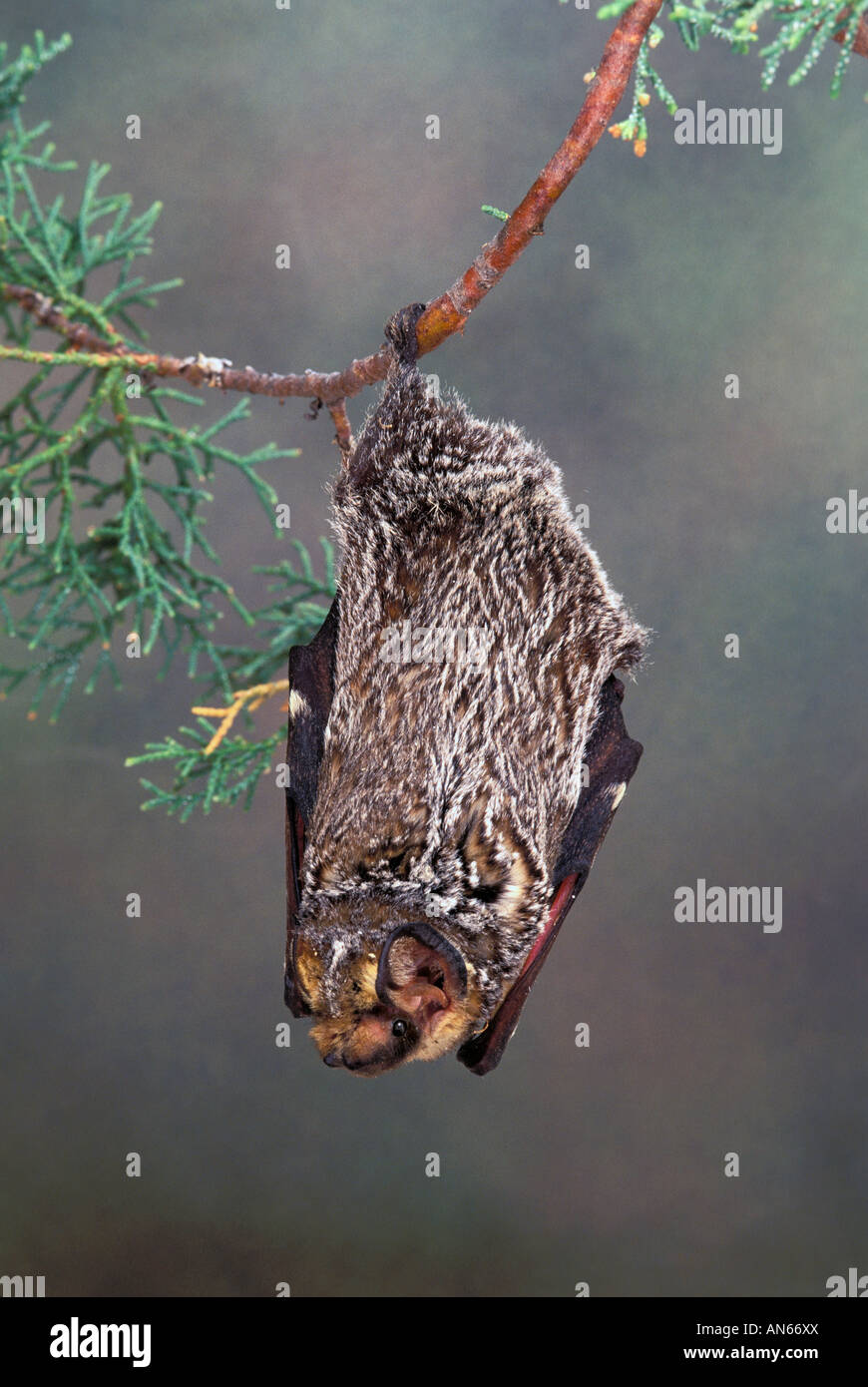 Lasiurus cinereus hi-res stock photography and images - Alamy