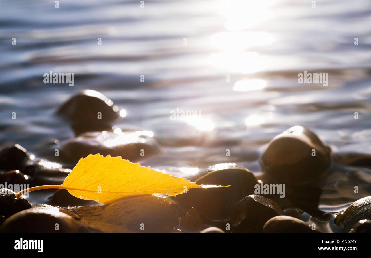 An autumn leaf on rocks in water Stock Photo - Alamy