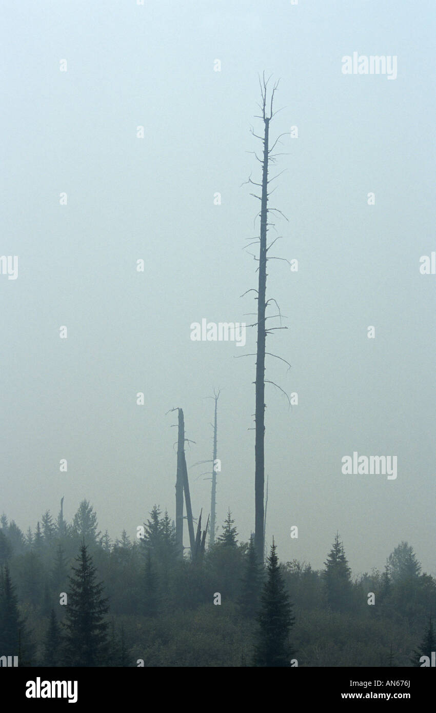 Burned trees glacier national hi-res stock photography and images - Alamy