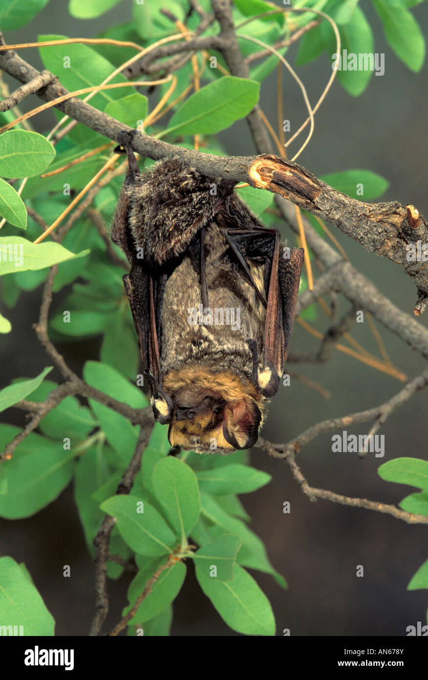 Hoary Bat Lasiurus cinereus Butto Mountains New Mexico United States ...