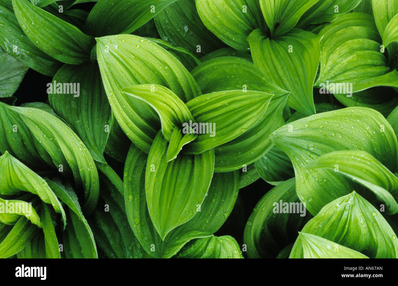 Green false hellebore veratrum viride hi-res stock photography and ...