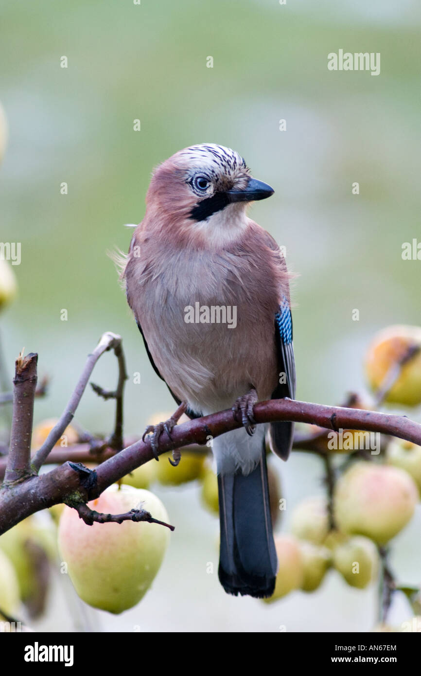 European Blue Jay on apple tree front view (Garrulus glandarius Stock ...