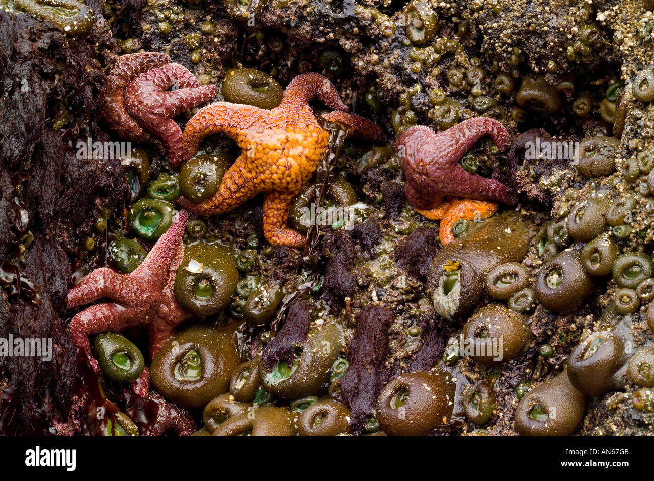Starfish sea anenome hi-res stock photography and images - Alamy
