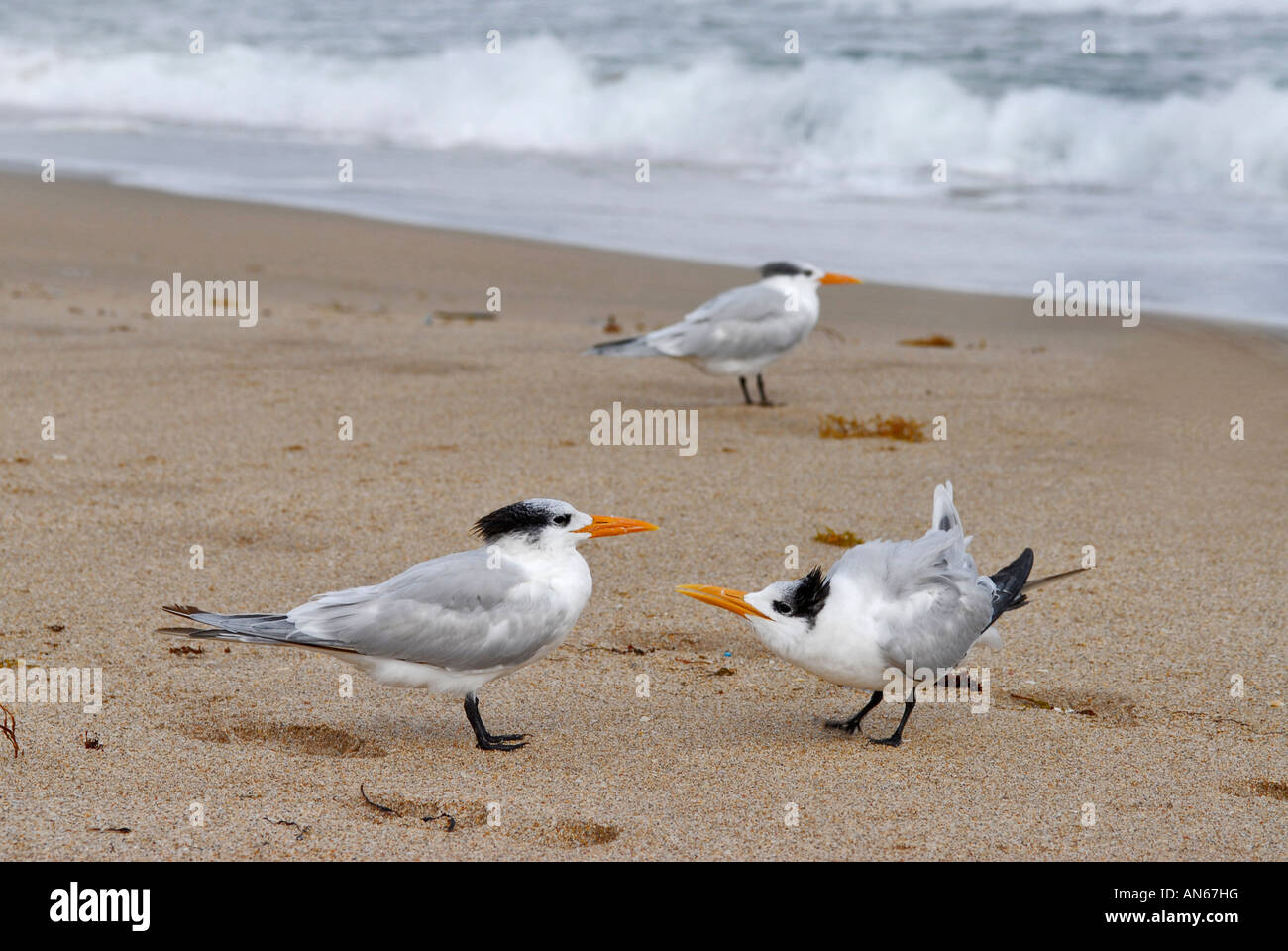 Flock of royal terns on beach hi-res stock photography and images - Alamy