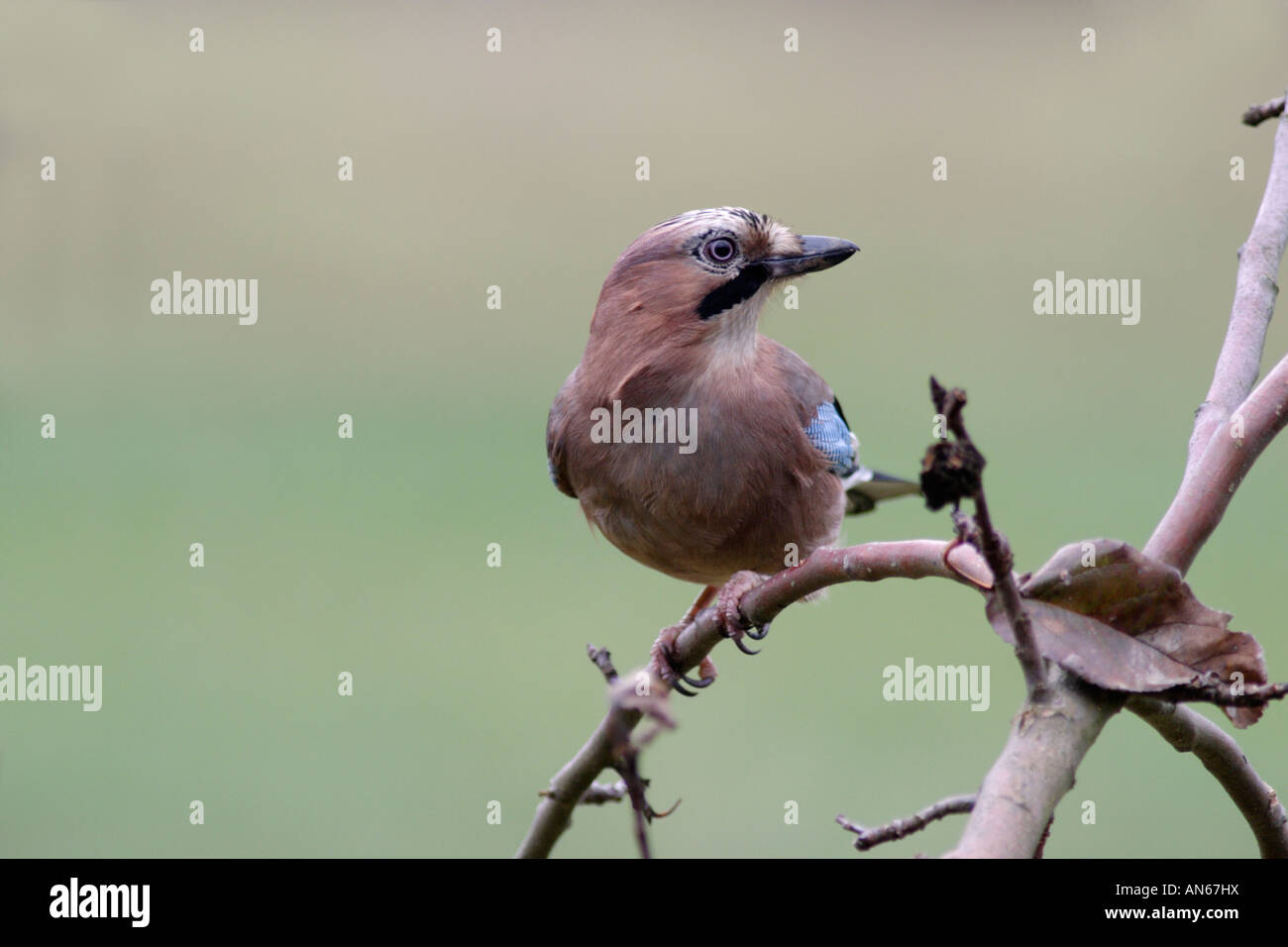 European Blue Jay on apple tree front view (Garrulus glandarius Stock ...