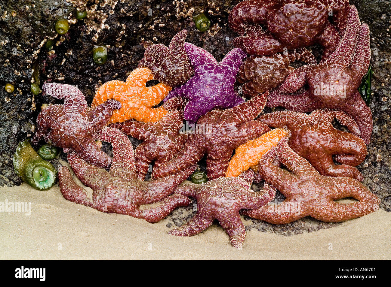 Starfish sea anenome hi-res stock photography and images - Alamy