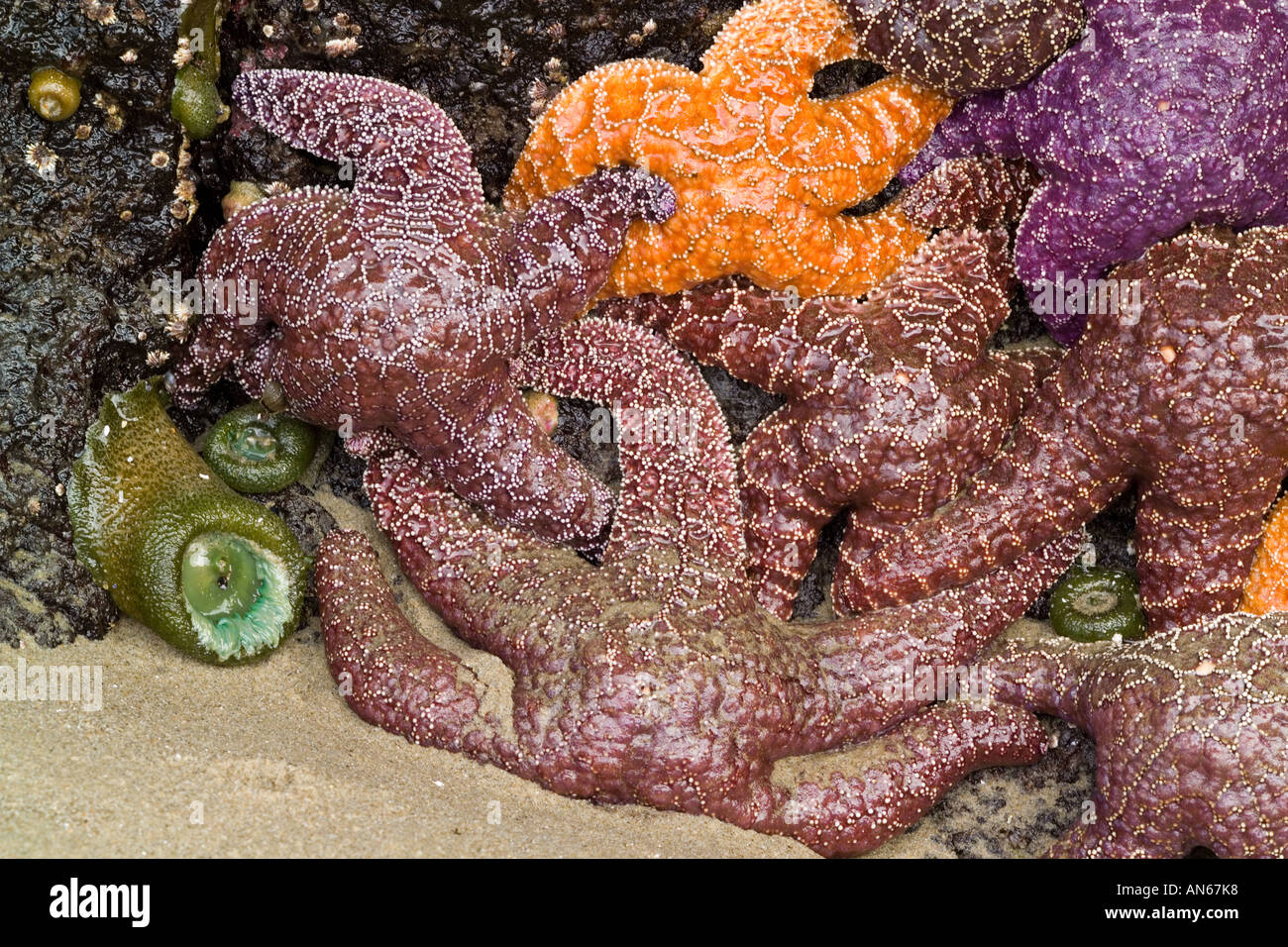 Starfish sea anenome hi-res stock photography and images - Alamy