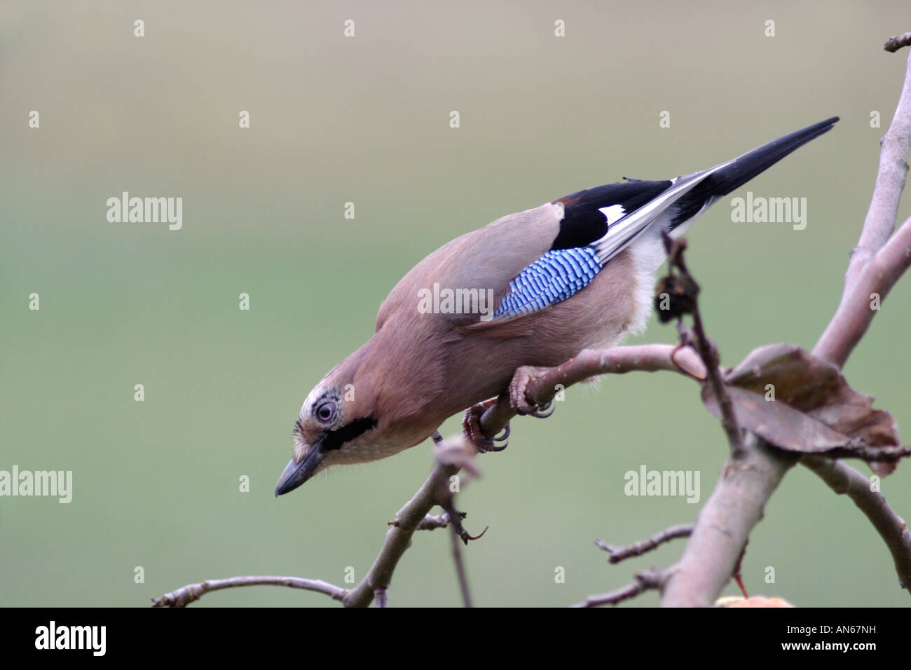 European Blue Jay on apple tree front view (Garrulus glandarius Stock ...